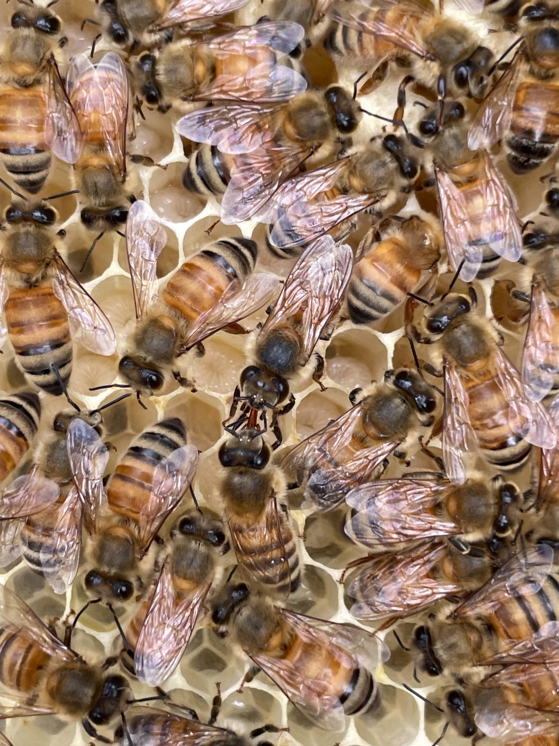 About Us – Ensure Hive Future