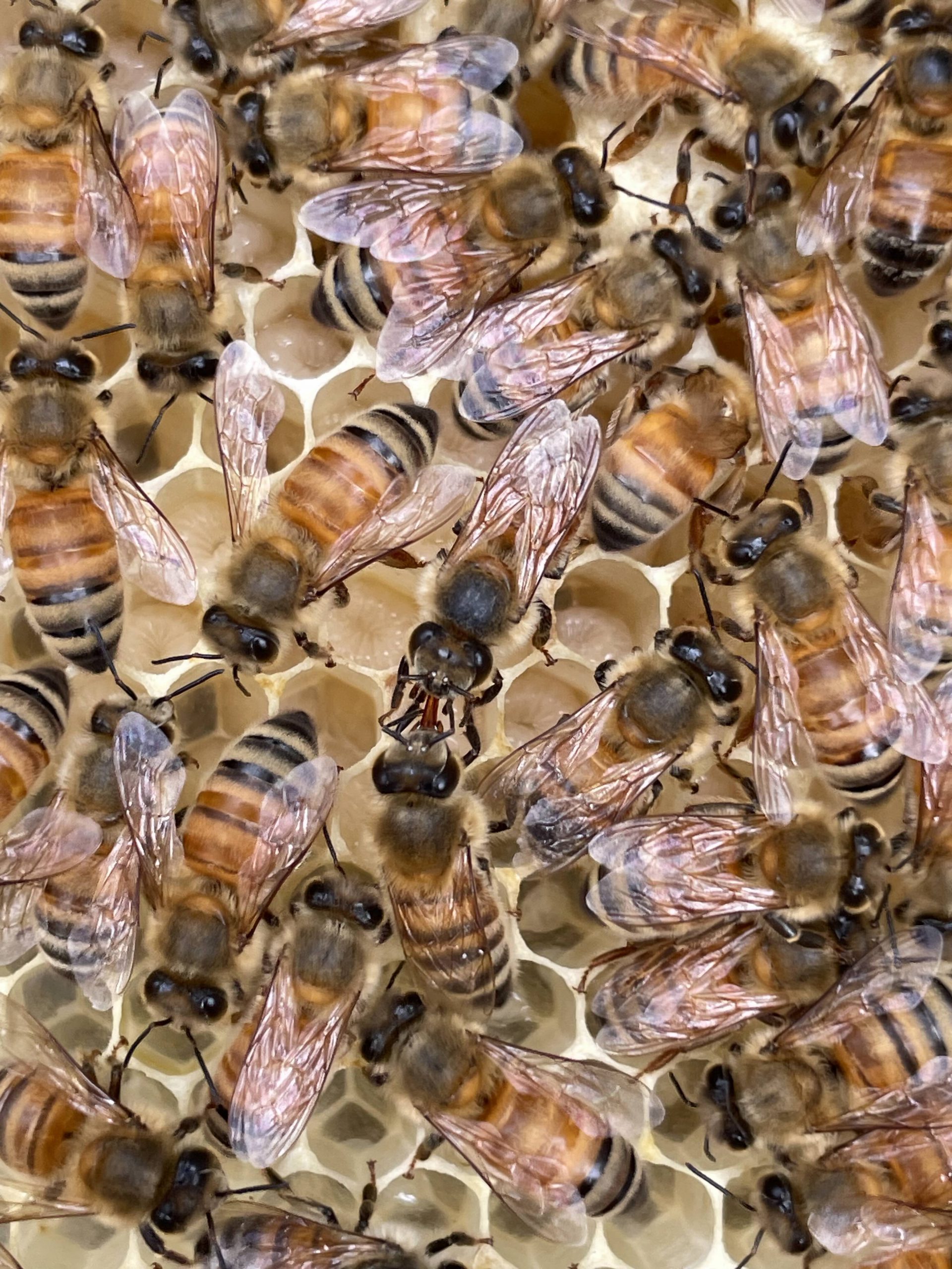 About Us – Ensure Hive Future